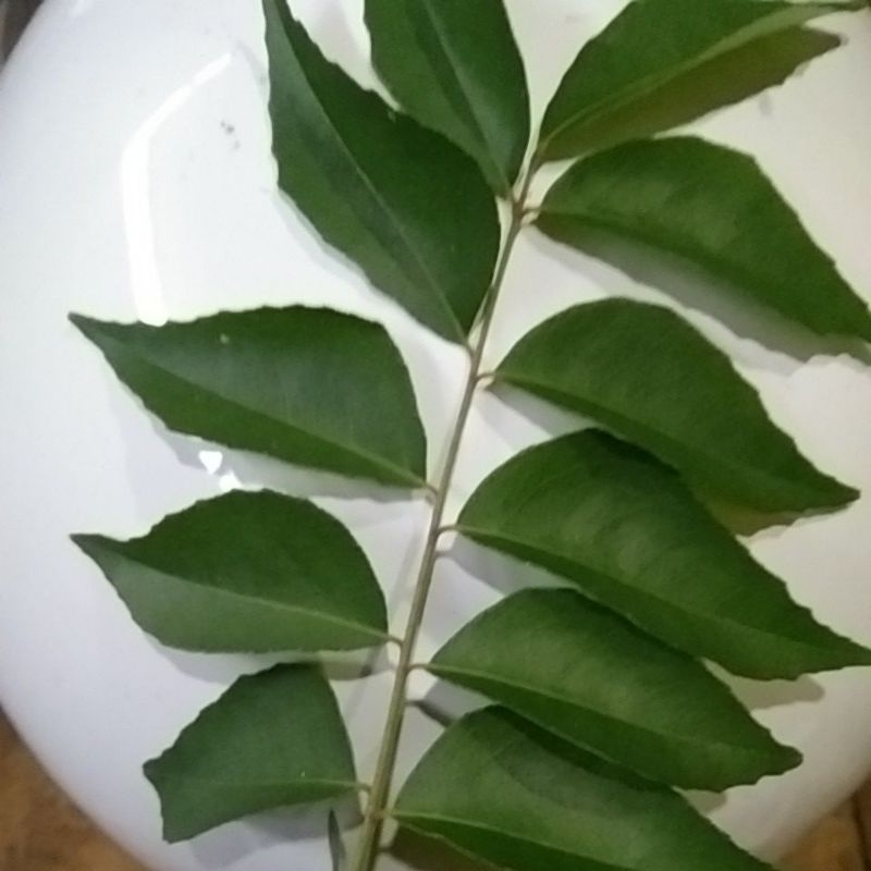 Jual Daun Kari Salam Koja Segar Curry Leaves 100gr | Shopee Indonesia