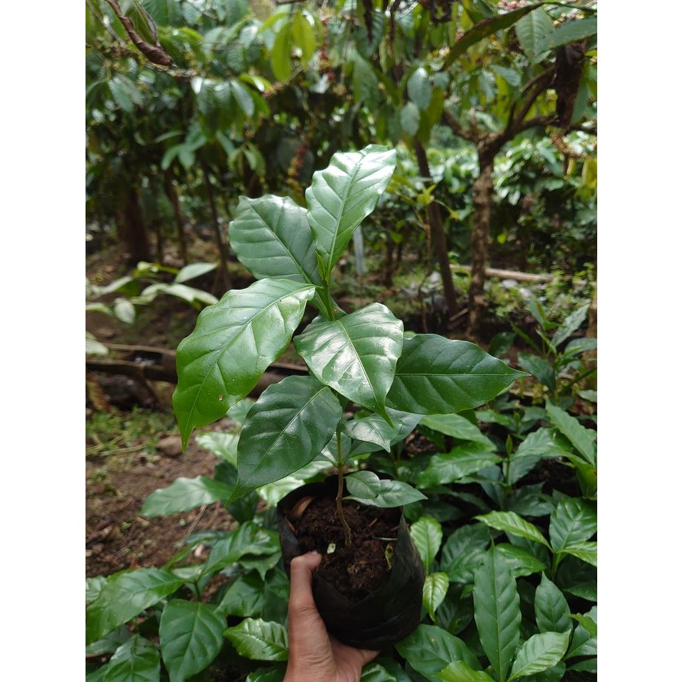 Jual Bibit Pohon Kopi Robusta Unggul Siap Tanam | Shopee Indonesia Jual Bibit Pohon Kopi Robusta Unggul Siap Tanam | Shopee Indonesia