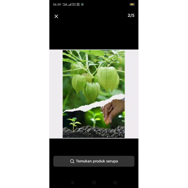 Jual cecenet daun ceplukan 10pohon | Shopee Indonesia