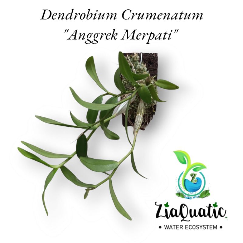 Jual Anggrek Mini Dendrobium Crumenatun "Anggrek Merpati" - Tanaman ...