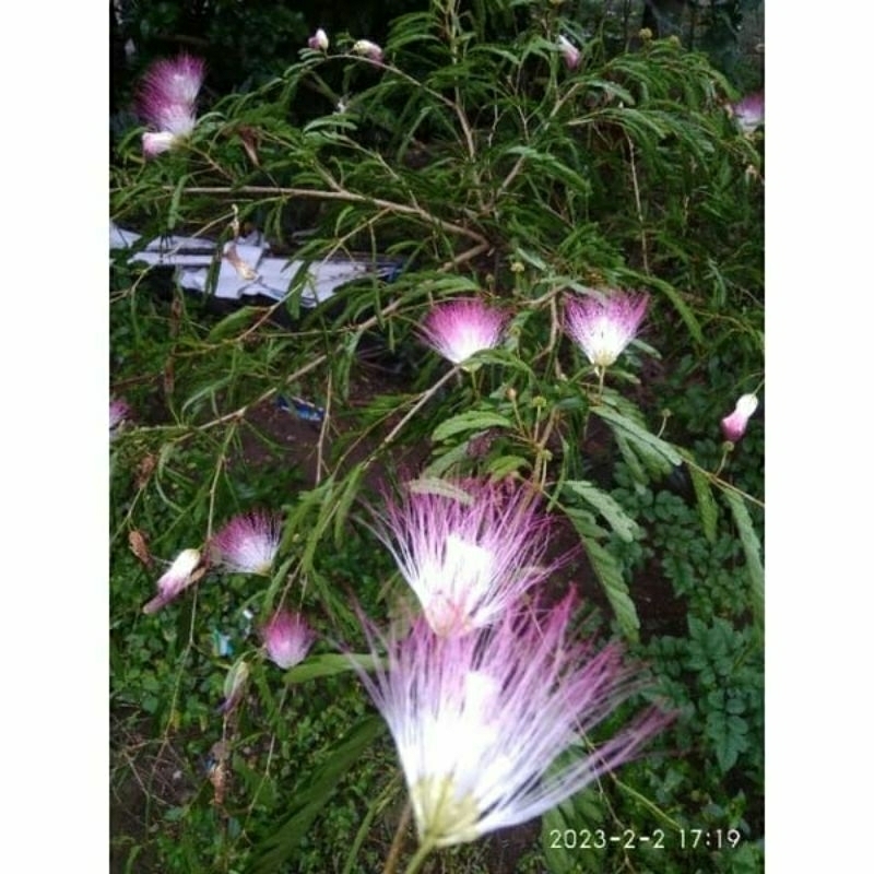 Jual tanaman bunga kaliandra surinamesis tanaman hias Dan tanaman ...