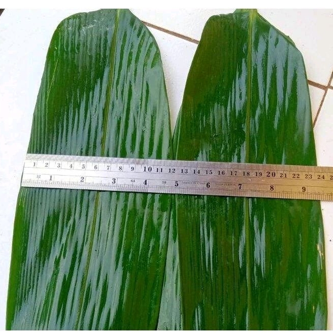 Jual Promo : 100 Lembar Daun bambu BIG SIZE 10-15cm Fresh Bungkus ...