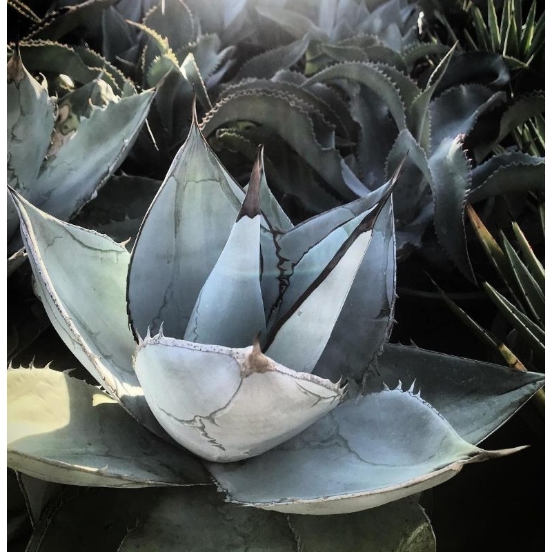 Jual Agave titanota "White Ice" | Shopee Indonesia