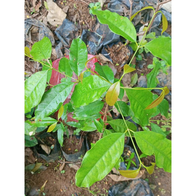 Jual bibit pohon Tangkil/melinjo | Shopee Indonesia