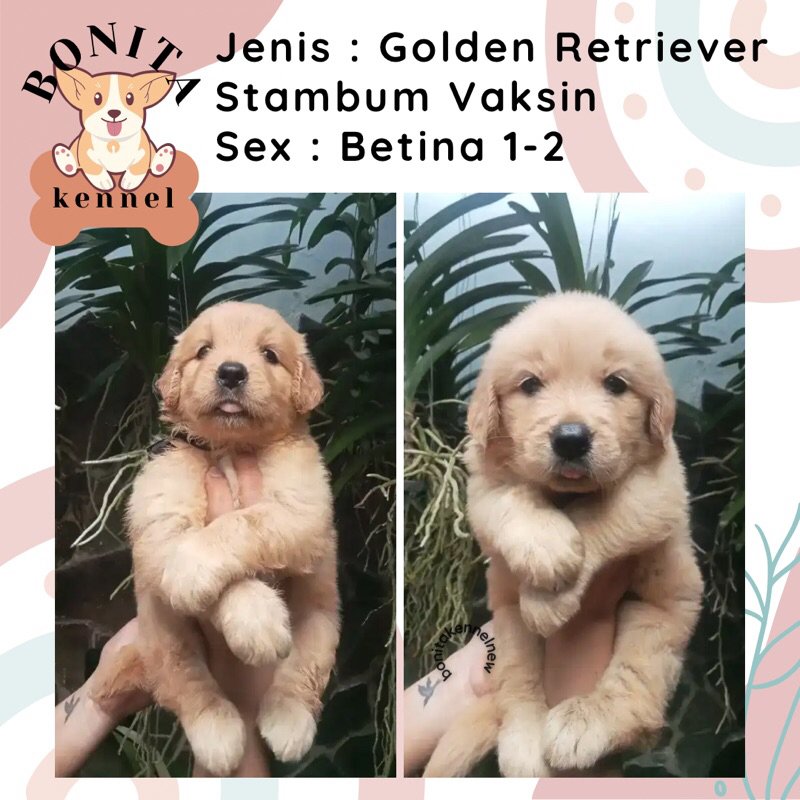 Jual Golden Retriever Stambum Anak Anjing Golden Jantan Betina | Shopee ...