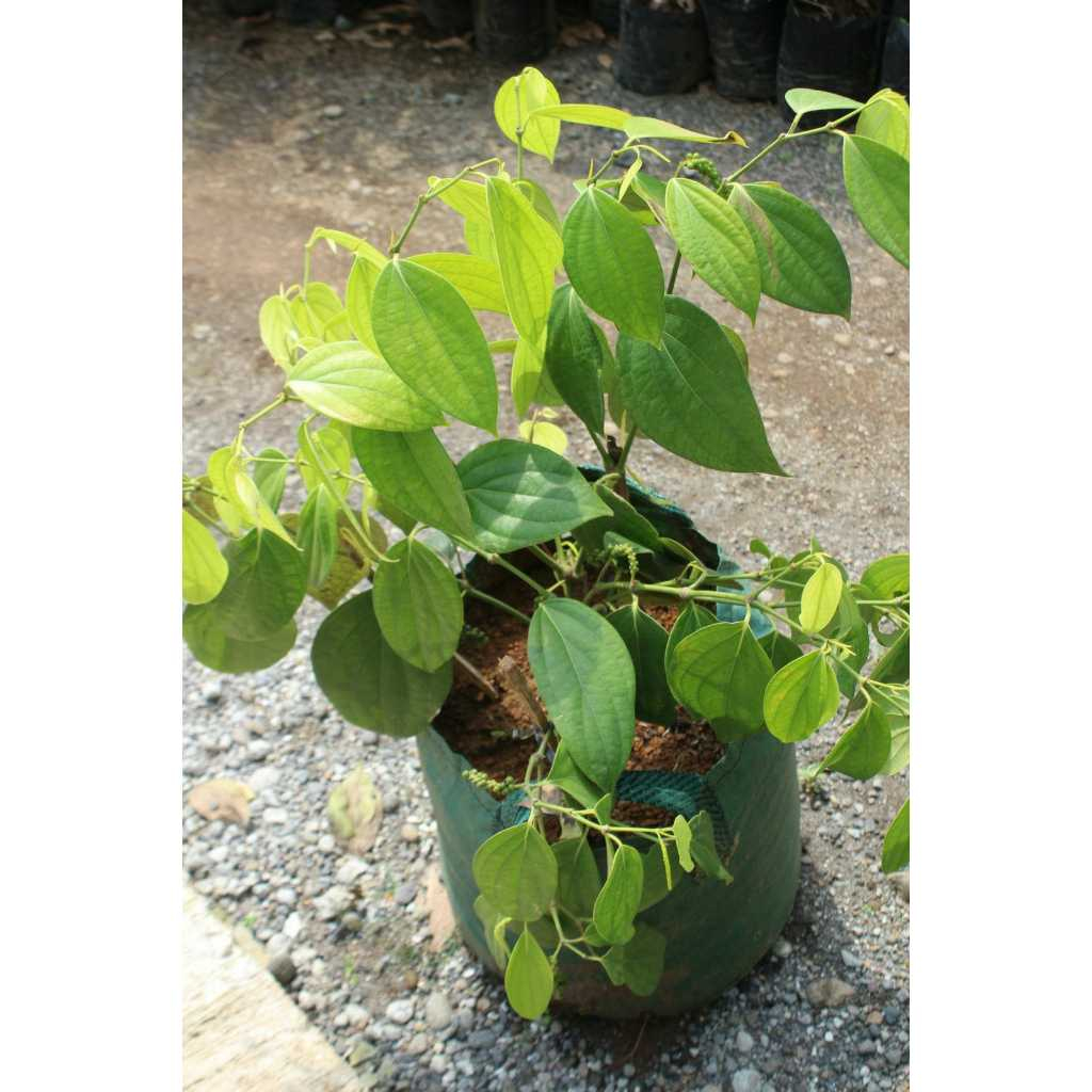 Jual Jual Bibit Tanaman Lada Perdu - Siap Tanam | Shopee Indonesia