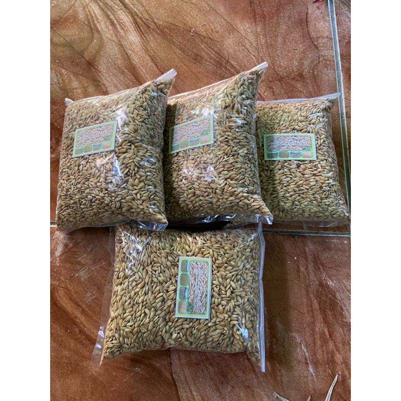 Jual Benih padi darat padi huma darat lokal super 1 kg | Shopee Indonesia