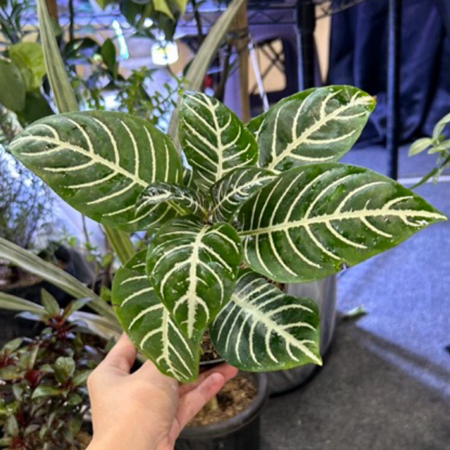 Jual Tanaman Hias Aphelandra squarrosa / Aphelandra zebra / Daun zebra ...