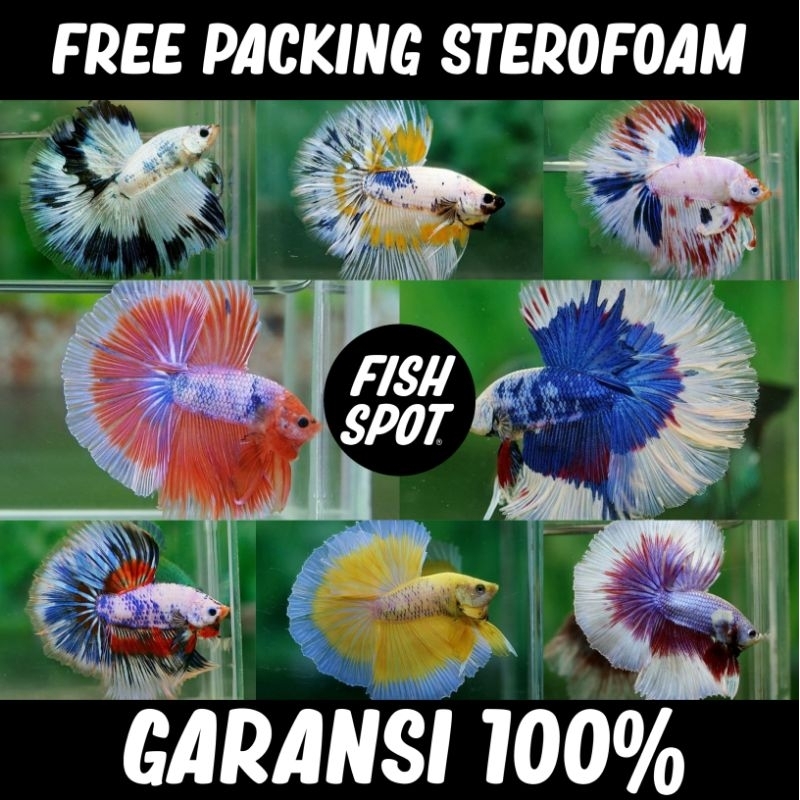 Jual HM FANCY WARNA UNIK | Shopee Indonesia