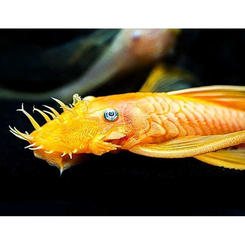 Jual Pleco L144 Blue Eyes | Brushmouth Albino Mata Biru / Pleco L144B ...