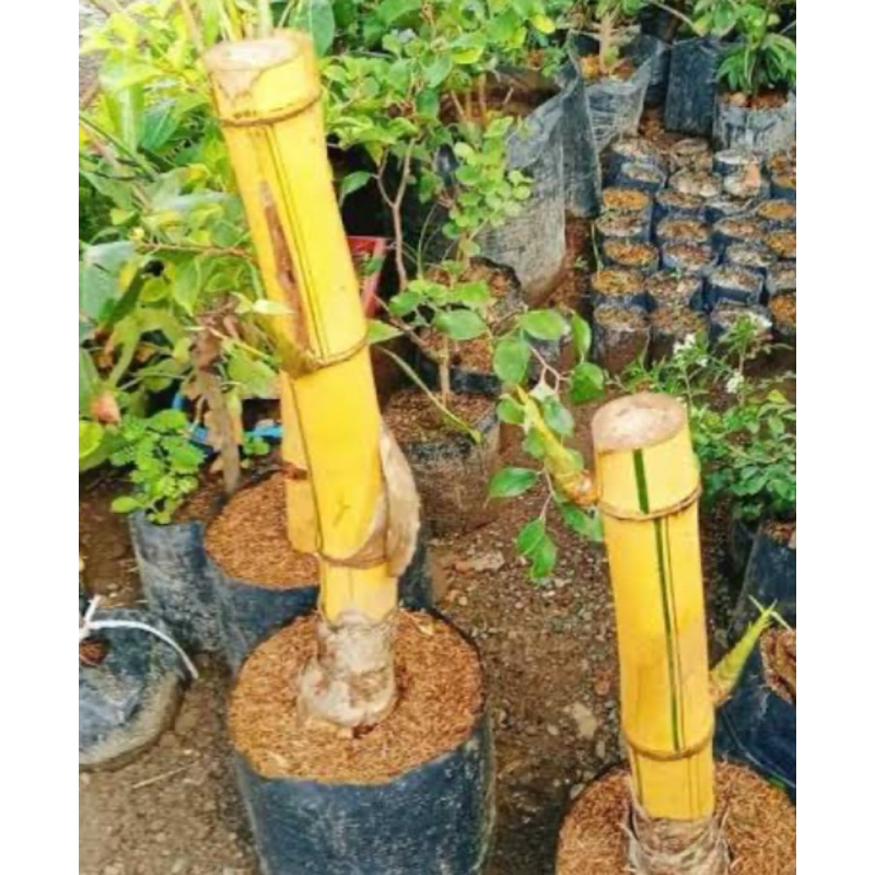 Jual Bibit bambu kuning super jumbo isi 2 batang bibit | Shopee Indonesia