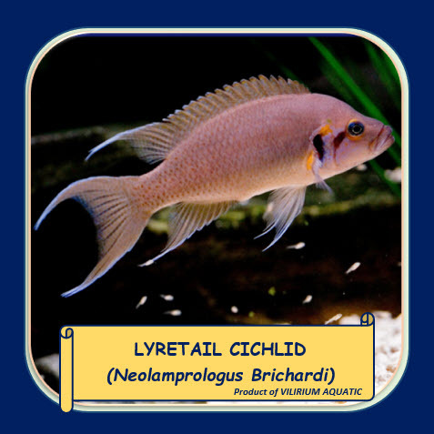 Jual IKAN HIAS AIR TAWAR - CICHLID BRICHARDI / LYRETAIL CICHLID ...