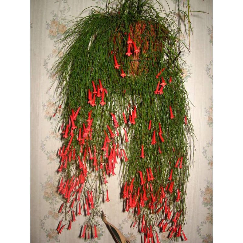 Jual tanaman hias taman/pot ekor merak bunga merah/bunga air mancur ...