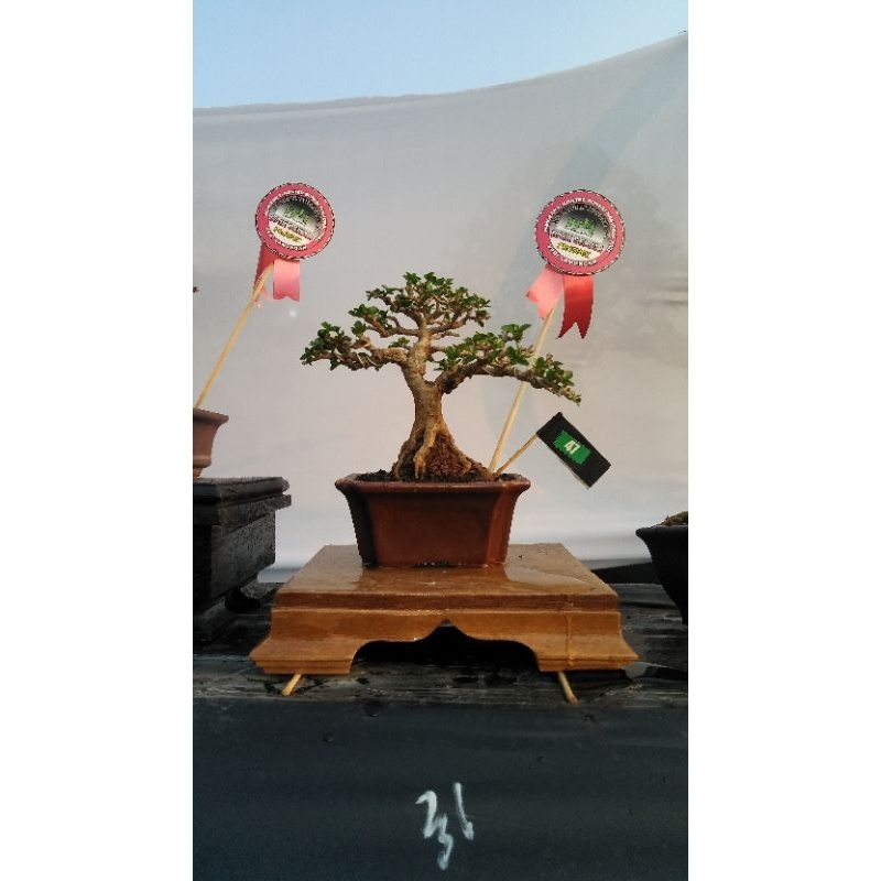Jual Live Bonsai Sancang Split Trunk | Shopee Indonesia