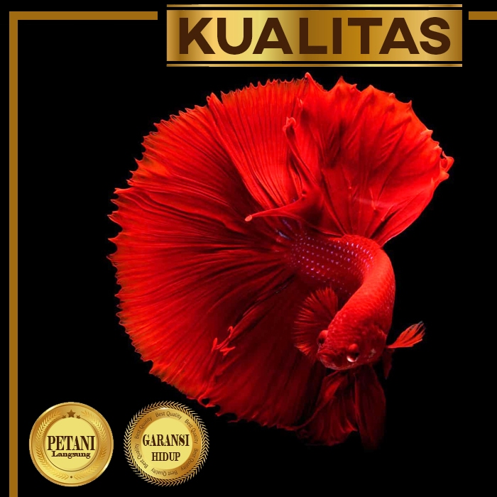 Jual Cupang Halfmoon Super Red Hiasan Aquarium Ikan Hias Tanaman ...