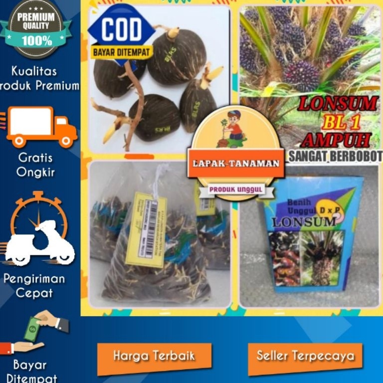 Jual BENIH UNGGUL SAWIT DXP LONSUM BUAH SUPER ISI 25 BUTIR ...