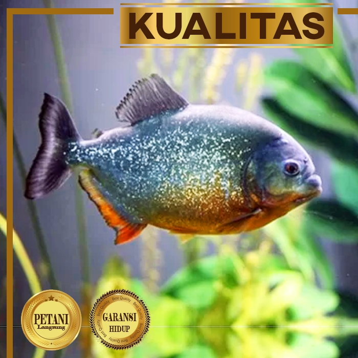 Jual Red Pacu Ikan Hias Predator Hiasan Aquarium Aquascape Air Tawar ...