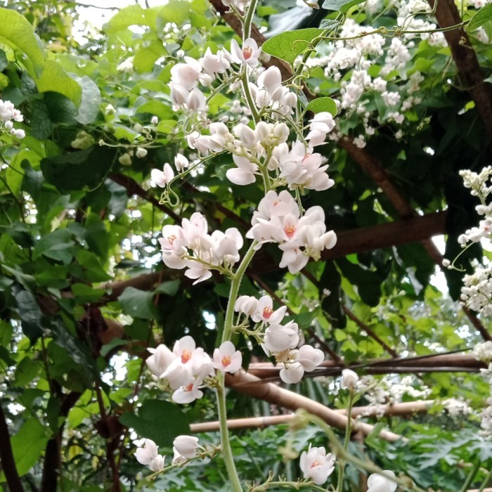 Jual BIBIT BUNGA AIR MATA PENGANTIN PUTIH BERBUNGA TINGGI ( 1METER ...