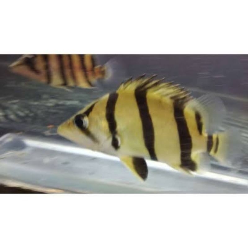Jual Ikan Hias Datz NTT ( North Thailand Tigerfish ) | Shopee Indonesia