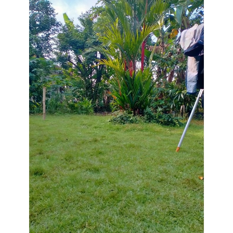 Jual rumput jepang per 1 meter persegi / rumput Peking rumput penghias ...