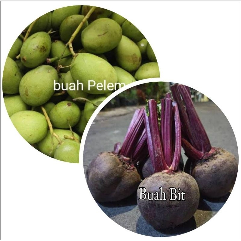 Jual 1 KG buah pelem / buah beet / buah bit / buah kemang | Shopee ...