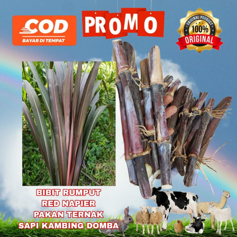 Jual bibit rumput red napier stek red napier pakan ternak perbatang ...