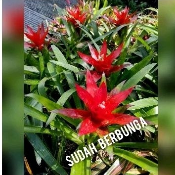 Jual BROMELIA GUZMANIA BUNGA OBOR MERAH | Shopee Indonesia