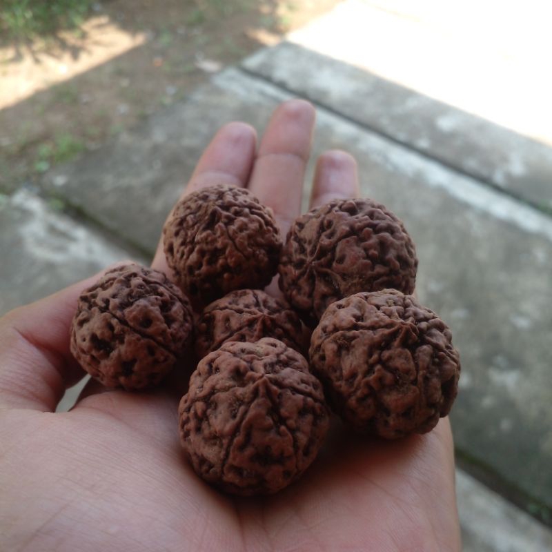 Jual Jenitri Genitri Ganitri Rudraksha Jumbo Besar Papua | Shopee Indonesia
