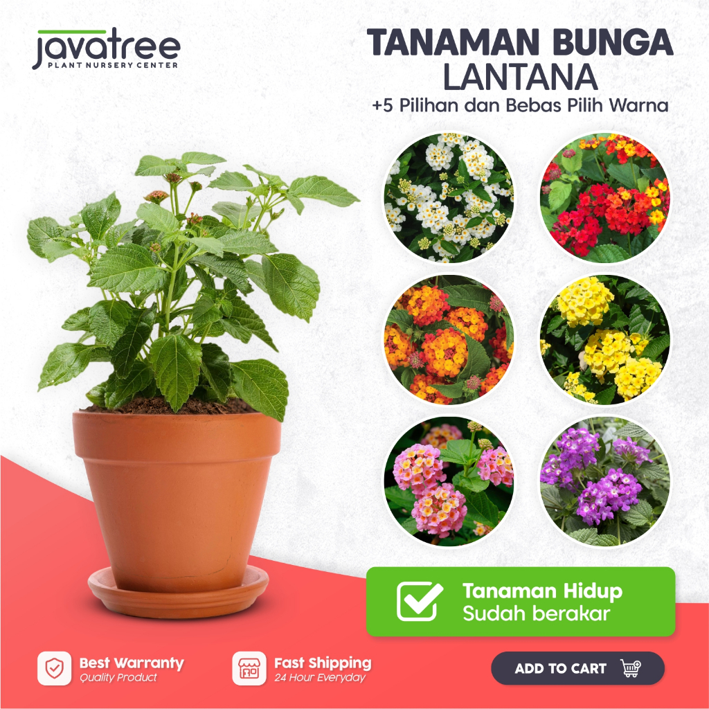 Jual JAVATREE - Paket Tanaman Hias Rambat Bunga Lantana Camara Bebas ...