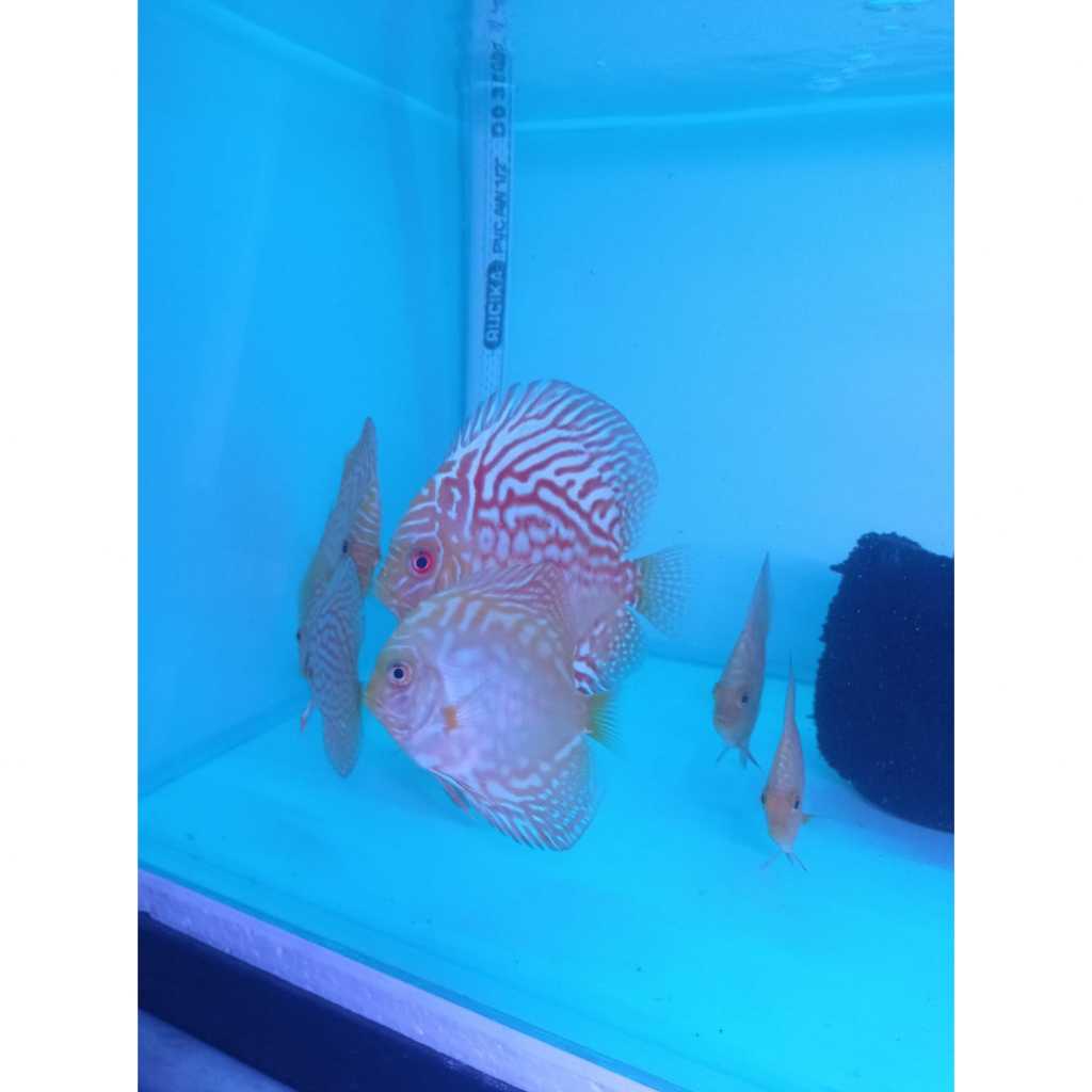 Jual Ikan Discus Golden Yellow Pigeon 2,5" inch s/d 5" inch | Shopee ...