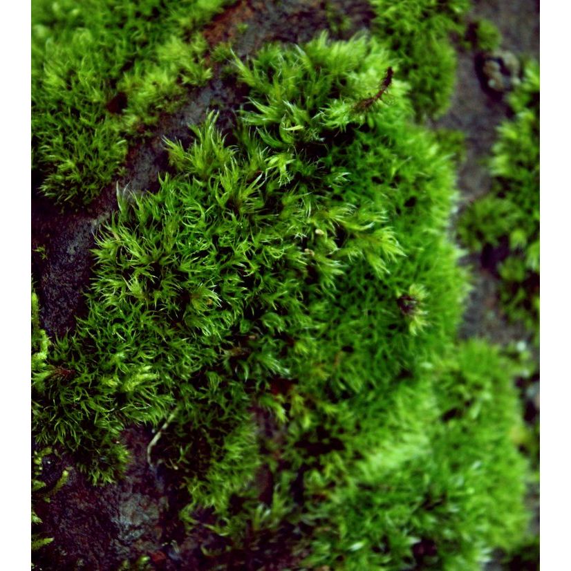 Jual Lumut Hidup | Living moss | Lumut Hutan | Moss lumut hijau 1kg ...