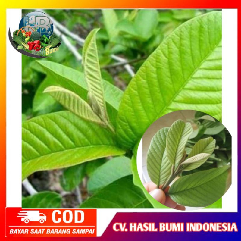 Jual Daun jambu biji segar khusus pucuk daun isi 20 tangkai | Shopee ... Jual Daun jambu biji segar khusus pucuk daun isi 20 tangkai | Shopee ...