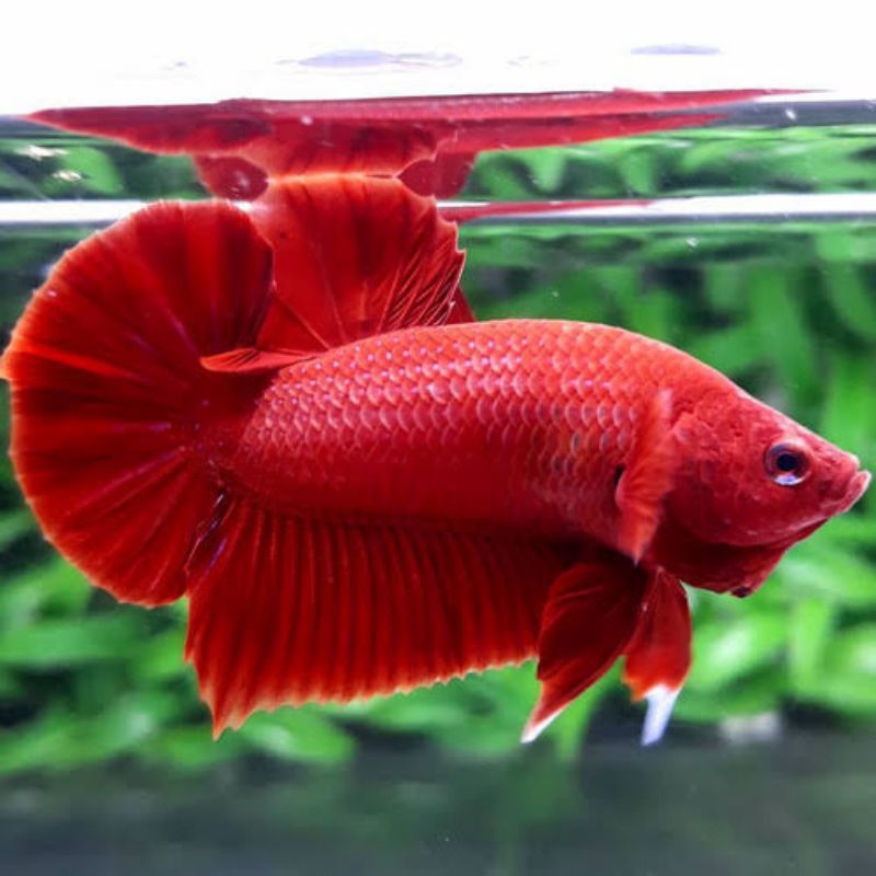 Jual Cup4ang Plakat Series Super Red Super Black Red Dragon Jantan ...