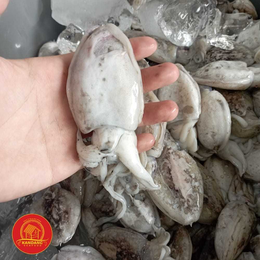 Jual Cumi Sotong / Cumi Sontong / Balakutak Fresh Segar 1 Kg | Shopee ...