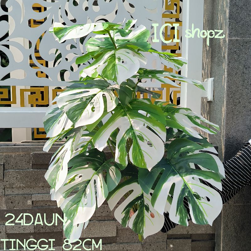 Jual Monstera Brukat Putih Tinggi 82cm 24 Daun Dan 75Cm 18 Cabang ...