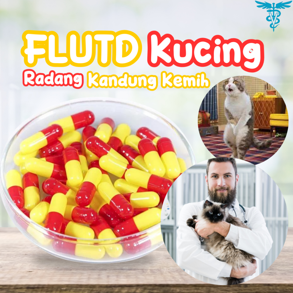 Jual OBAT KENCING DARAH SUSAH PIPIS/FUS FLUTD KUCING BATU GINJAL ...