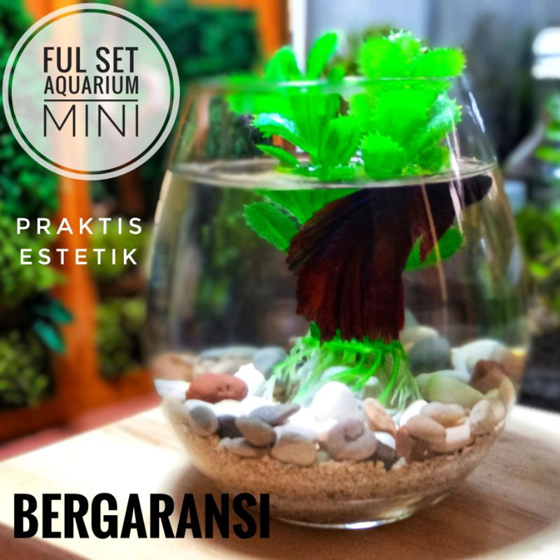 Jual Full Set Aquarium Mini | Aquarium Cupang Full Set Lengkap ...