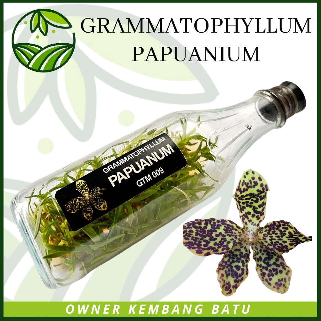 Jual Anggrek Botol Gramma PAPUANUM Rare ID Lokal Siap Aklim Sundul ...