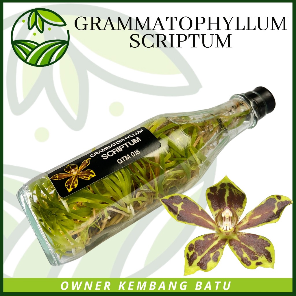 Jual Bibit Anggrek Botol SCRIPTUM Grammatophyllum Kondisi Siap AKlim ...