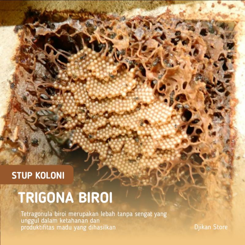 Jual TRIGONA BIROI / KLANCENG BIROI / PRODUK BIROI | Shopee Indonesia