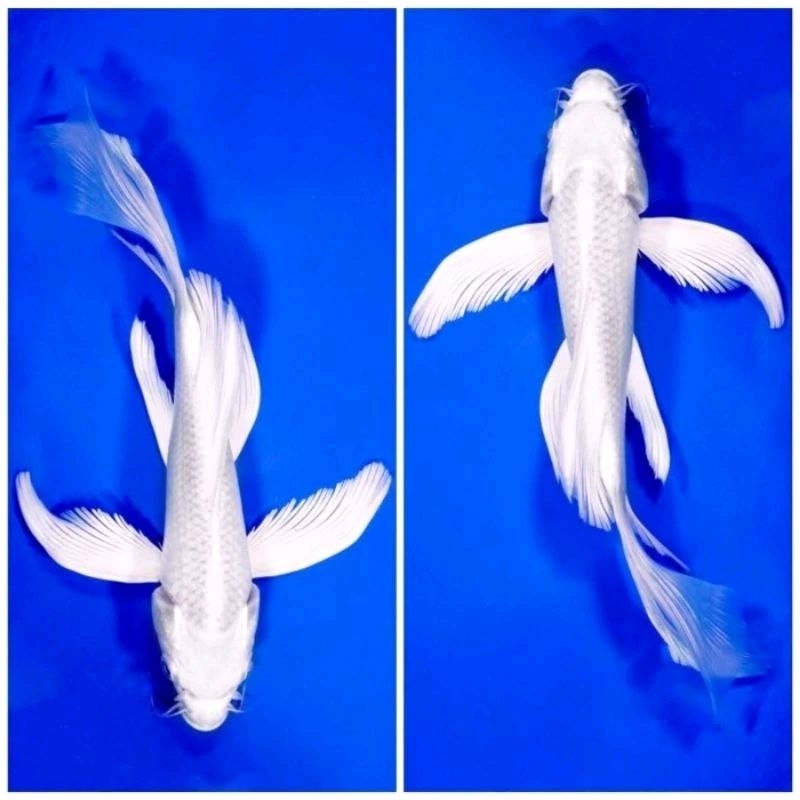 Jual Koi Platinum slayer isi 3 pelengkap akuarium | Shopee Indonesia