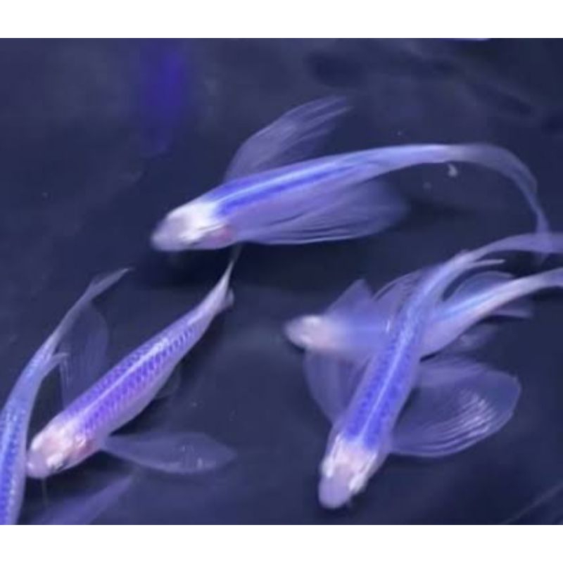 Jual ikan hias Danio slayer asli ( real slayer ) | Shopee Indonesia