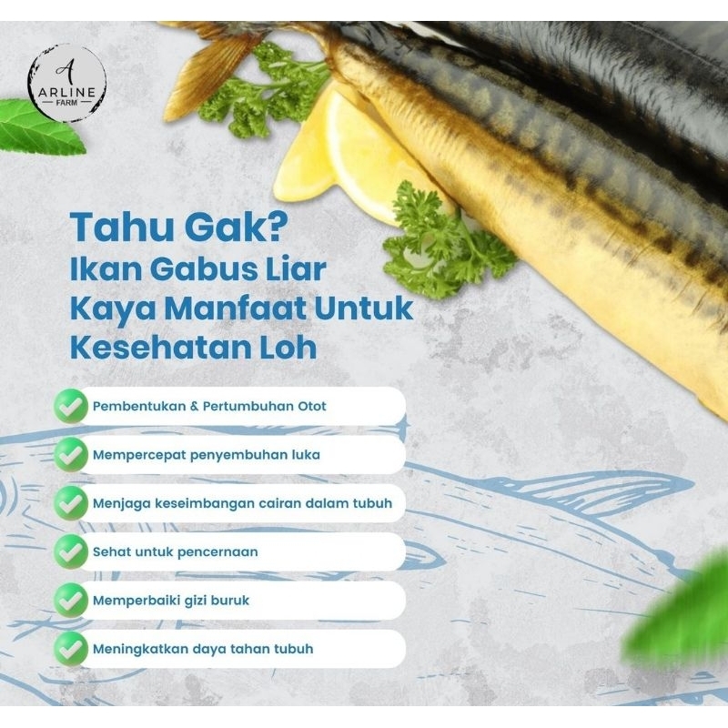 Jual Ikan Gabus Liar Filet | Shopee Indonesia