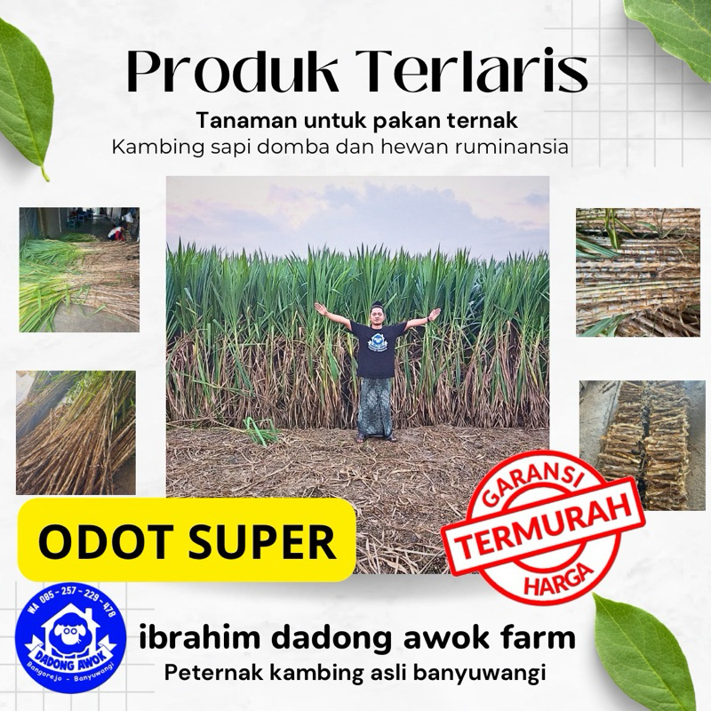 Jual bibit rumput odot super / rumput gajah mini - rumput pakan ternak ...