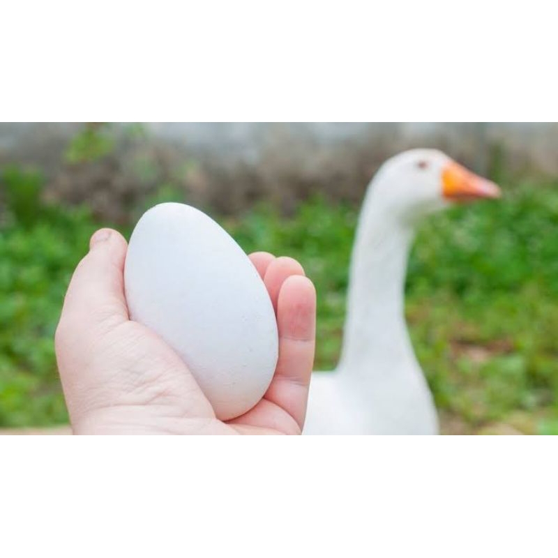 Jual Telur angsa soang fresh konsumsi | Shopee Indonesia