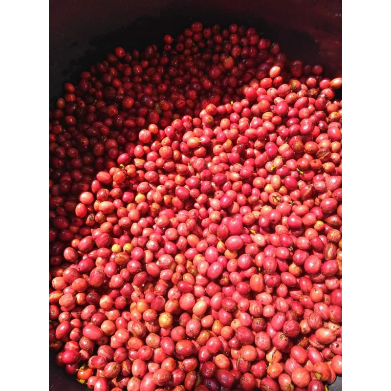 Jual Cerry Robusta Temanggung | Petik Merah 500gram | Shopee Indonesia