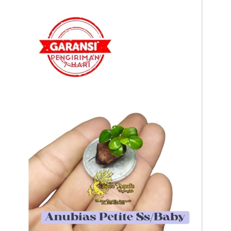 Jual Anubias Petite Baby/Ss Beserta Media Batu/bio ring ikat | Shopee ...