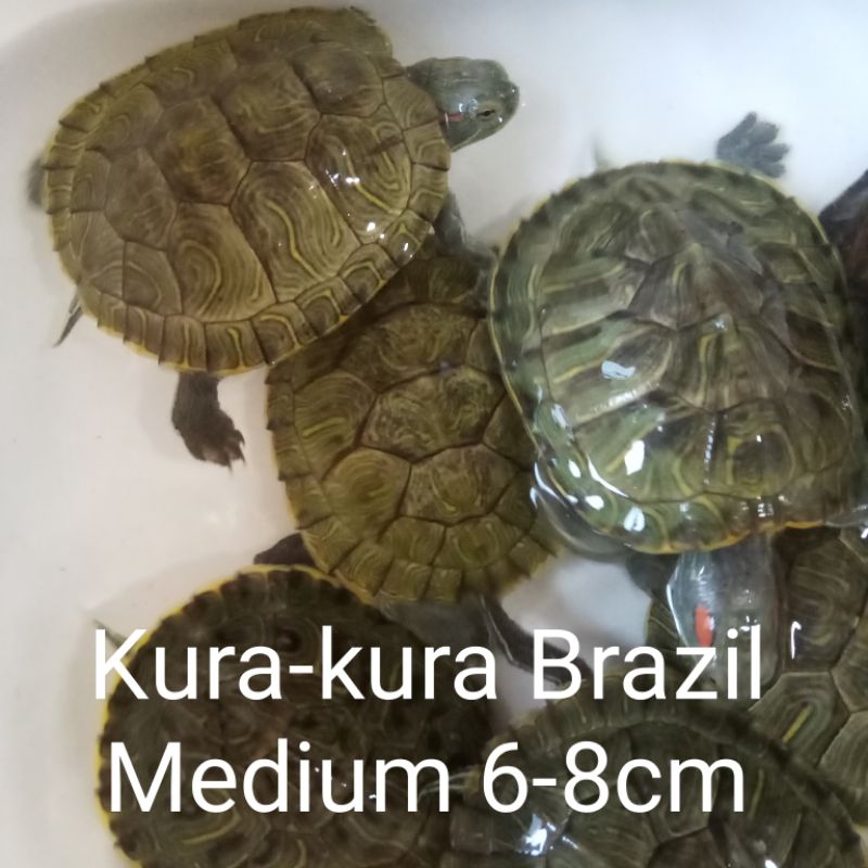 Jual Kura Kura Brazil Medium | Kura kura Batok/Ambon Medium | Shopee Indonesia