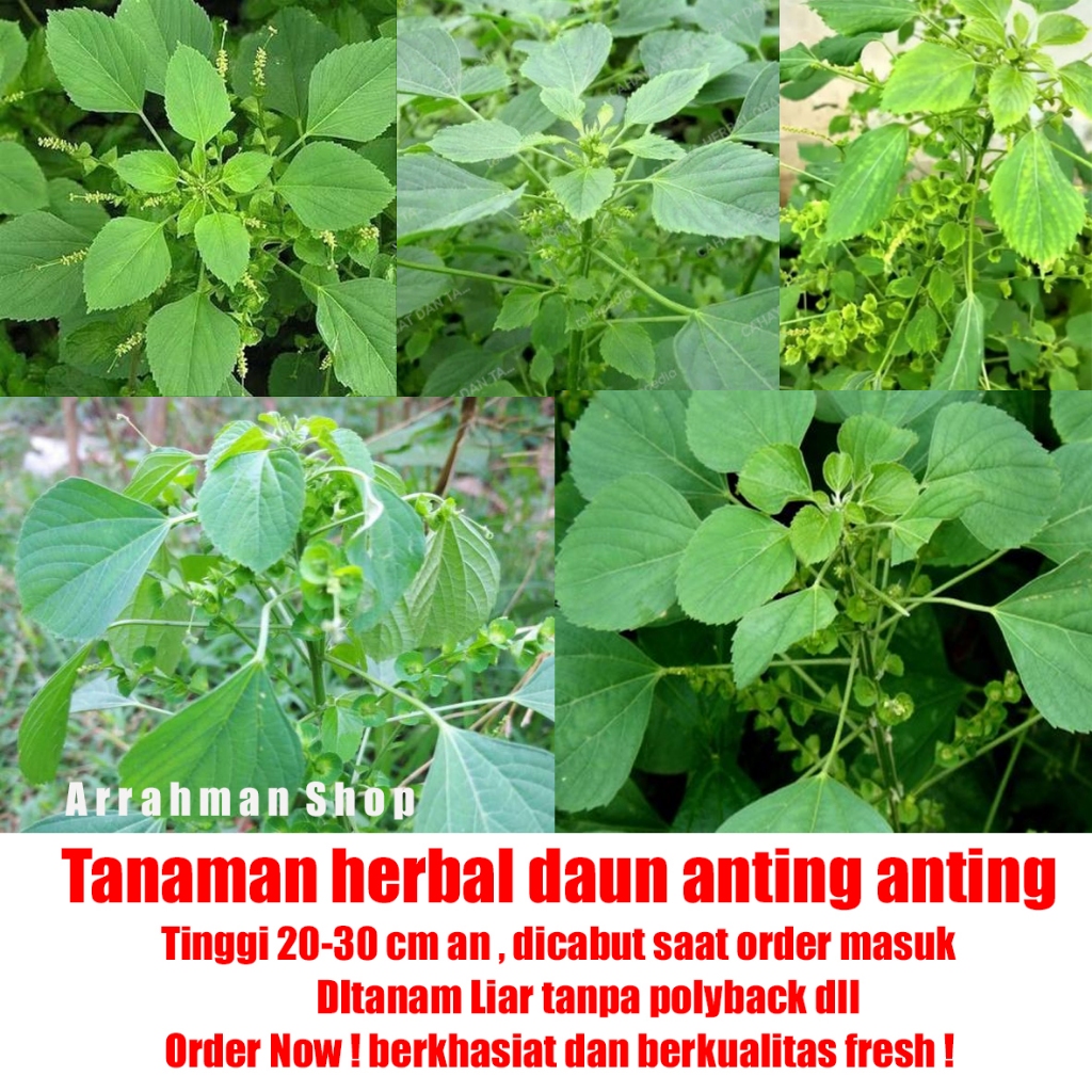 Jual tanaman herbal tumbuhan herbal alami - tanaman herbal daun anting anting - pohon anting ...