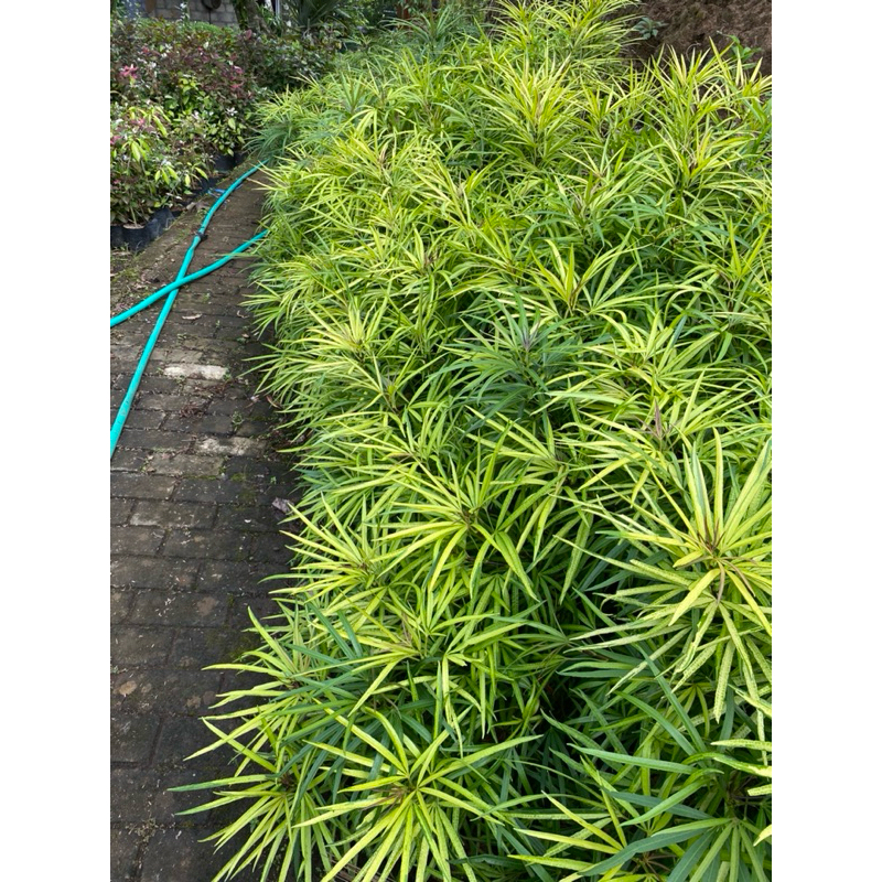 Jual Blantik Kembang - Tanaman Hias Outdoor Osmoxylon Lineare - Miagos ...